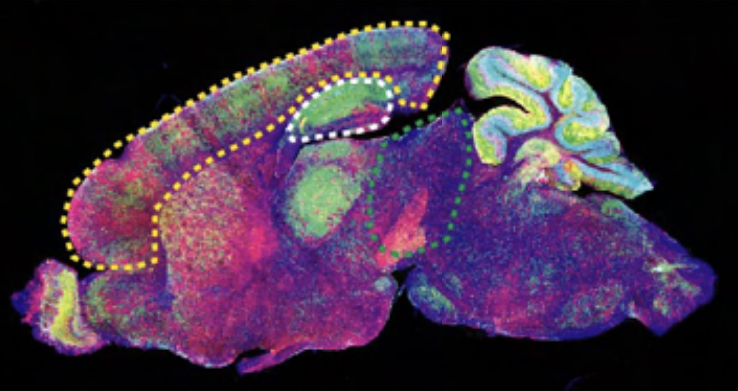 Interspecies blastocyst complementation generates functional rat cell ...