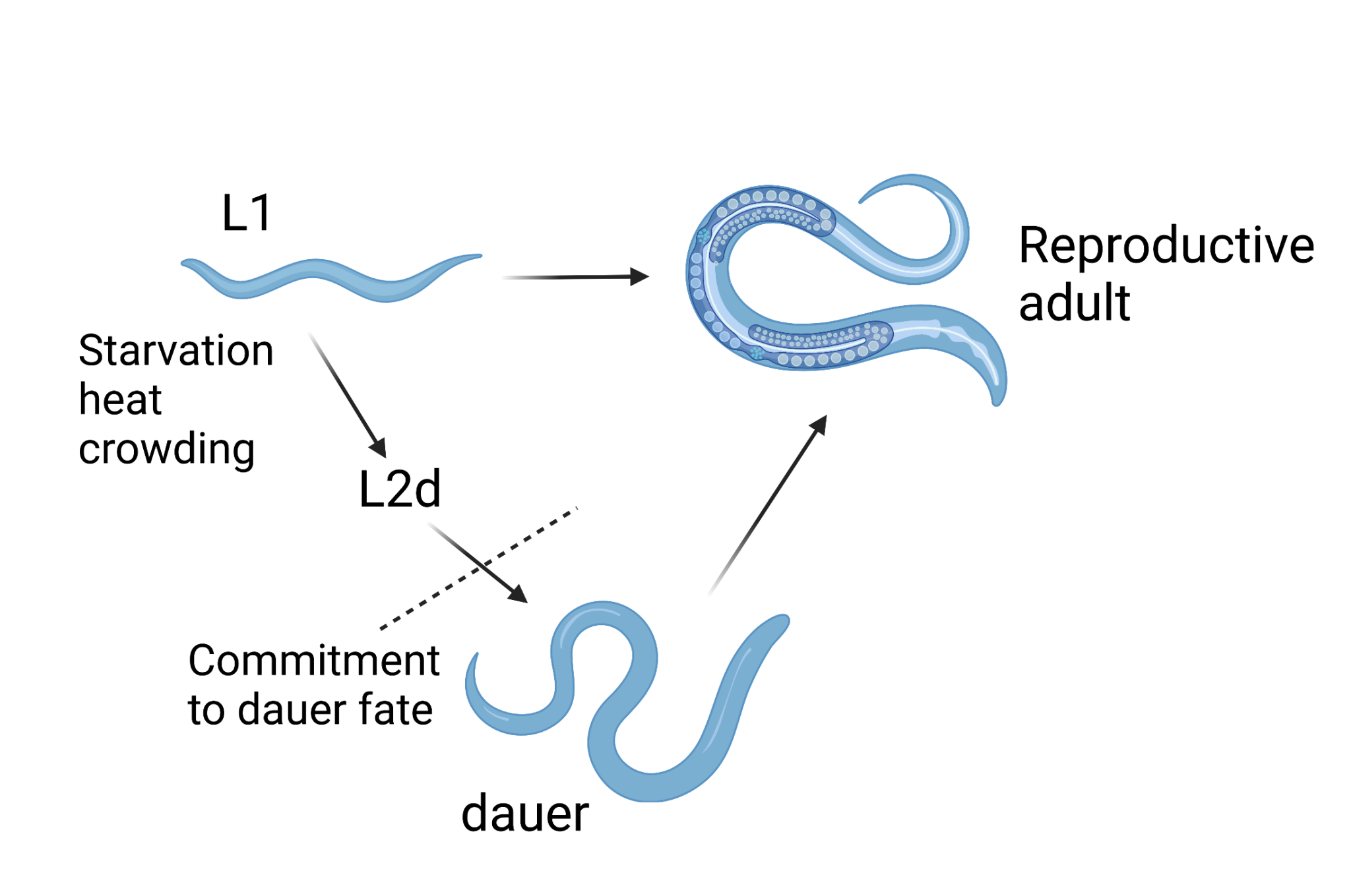 daf-42 is an evolutionarily young gene essential for dauer development ...