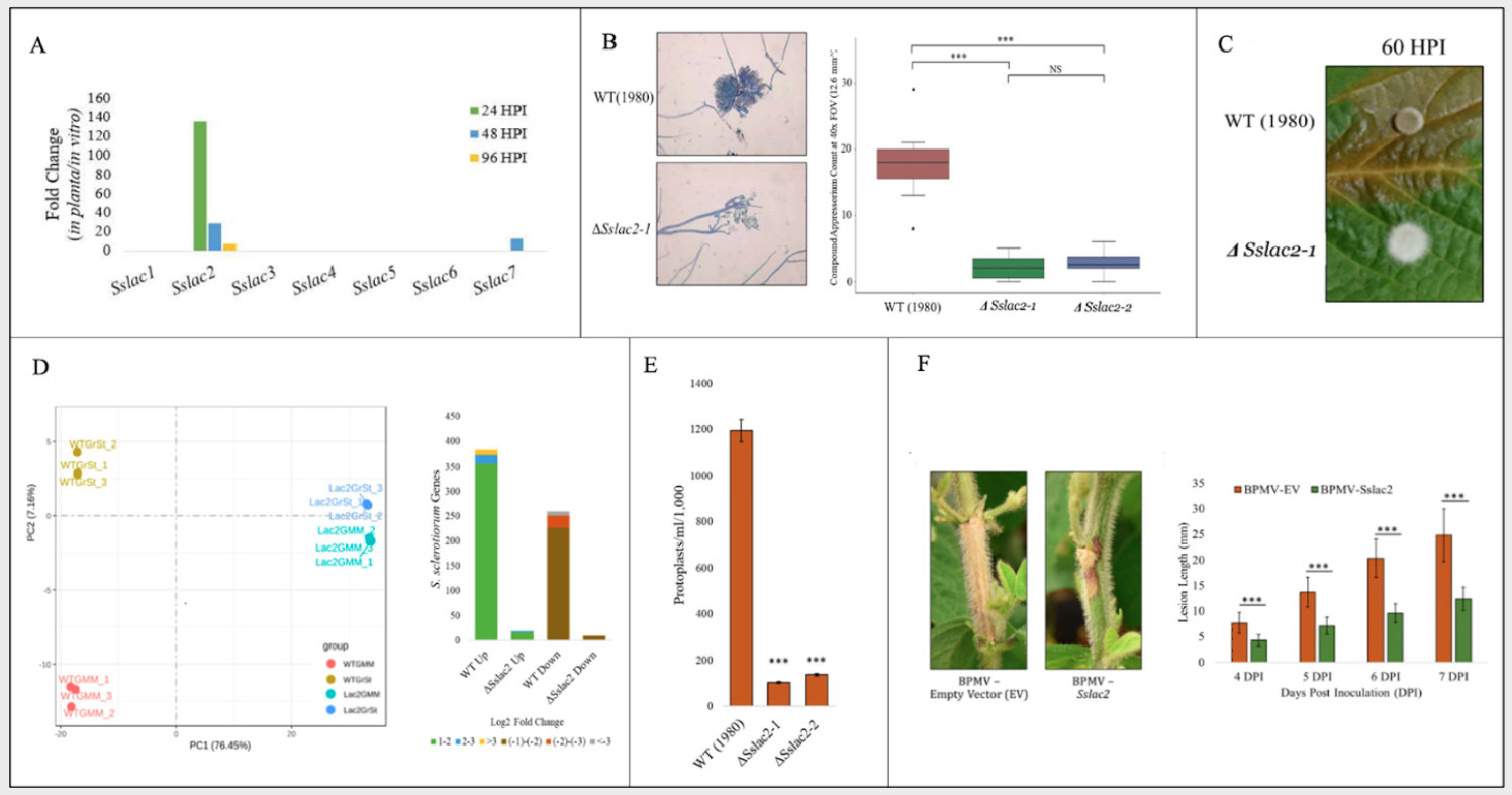 A Single Laccase Acts as a Key Component of Environmental Sensing in a ...