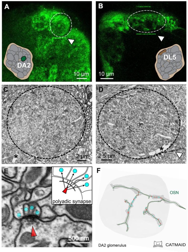 The unique synaptic circuitry of specialized olfactory glomeruli in ...
