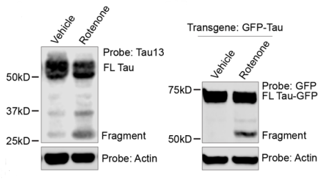 CRISPR screens in iPSC-derived neurons reveal principles of tau ...