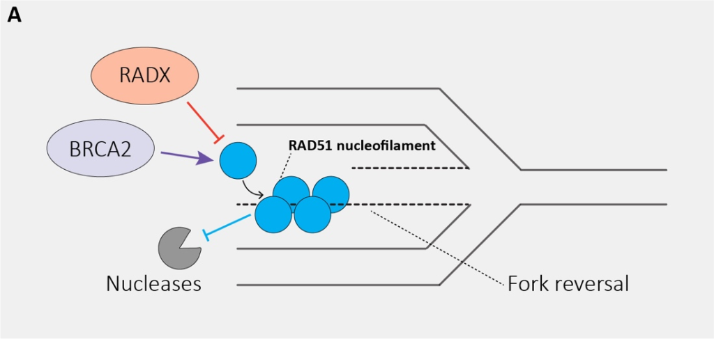 CRISPR-dependent base editing screens identify separation of function mutants of RADX with ...