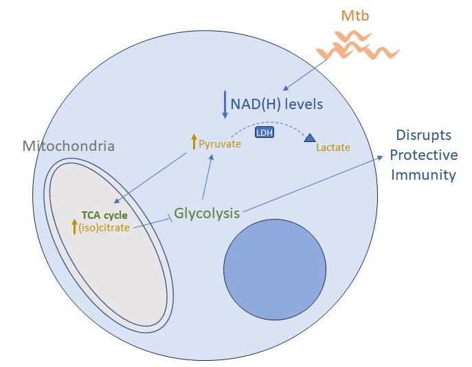 NAD(H) homeostasis is essential for host protection mediated by ...