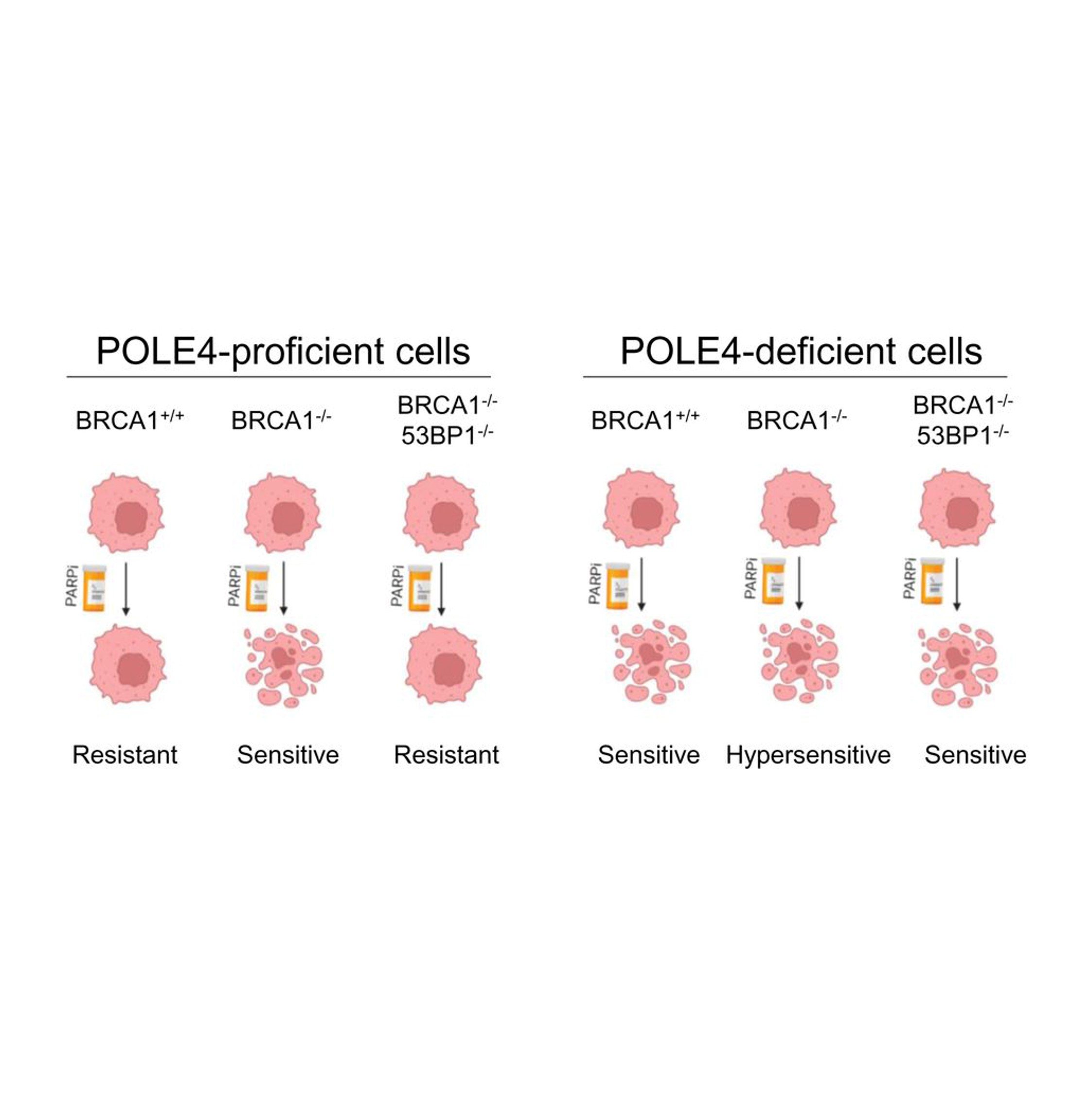 The loss of DNA polymerase epsilon accessory subunits POLE3-POLE4 leads ...