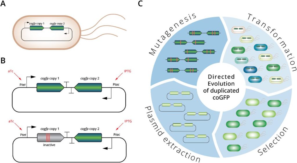A direct experimental test of Ohno’s hypothesis - preLights