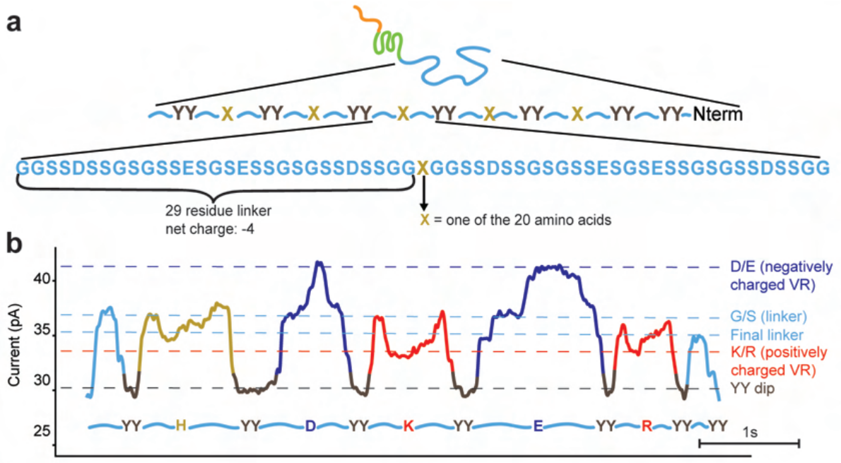 Multi-pass, single-molecule nanopore reading of long protein strands ...
