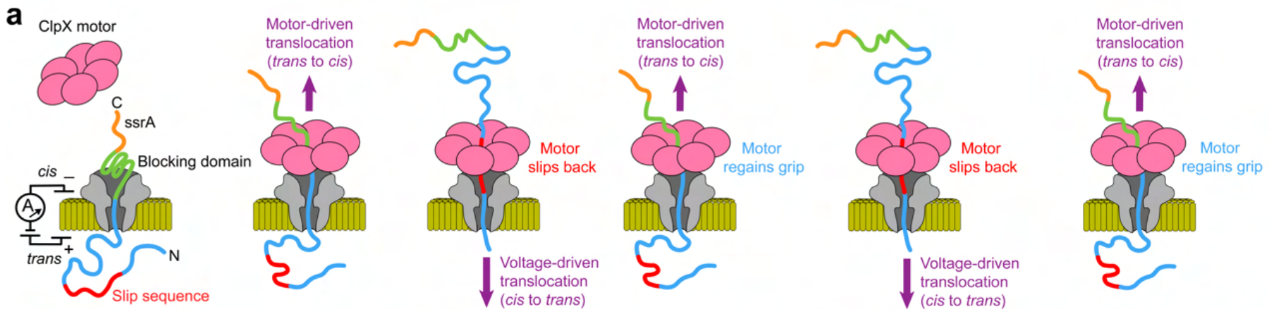 Multi-pass, single-molecule nanopore reading of long protein strands ...