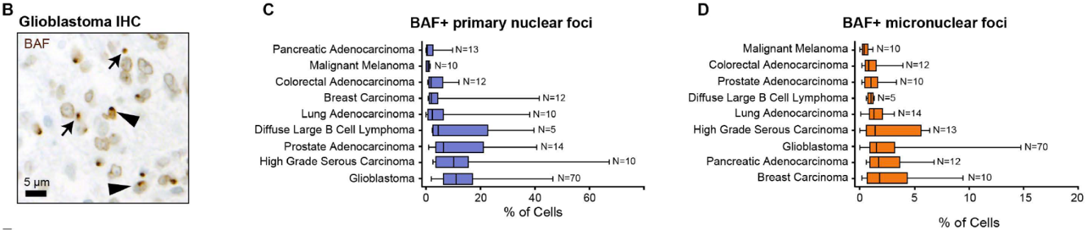 2D and 3D multiplexed subcellular profiling of nuclear instability in ...