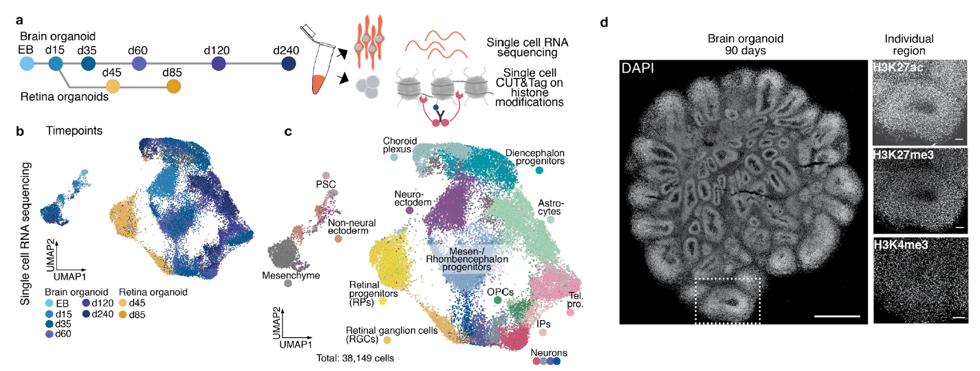 Single-cell epigenomic reconstruction of developmental trajectories in ...