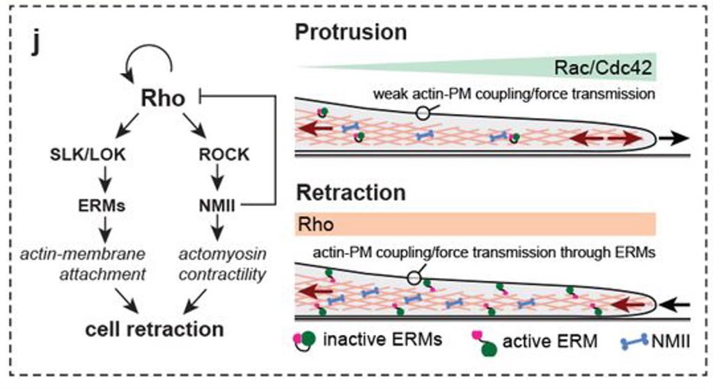 Excitable Rho dynamics drive cell contractions by sequentially inducing ...