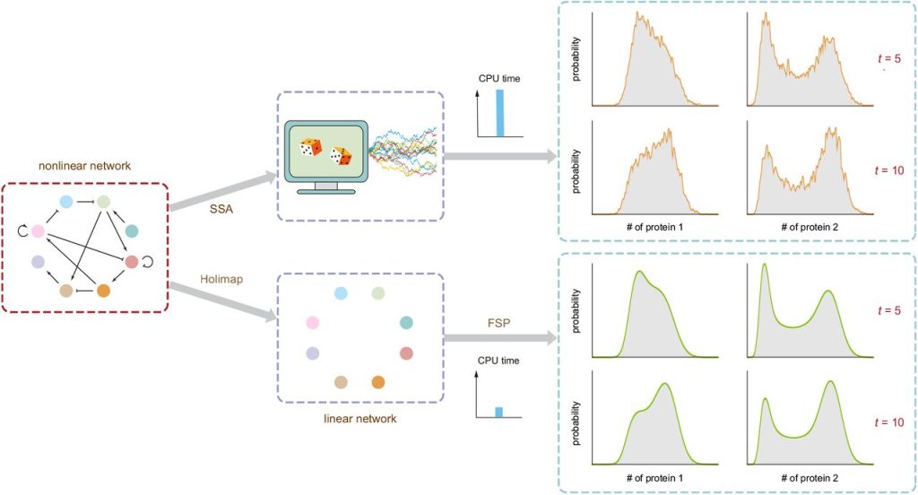Holimap: an accurate and efficient method for solving stochastic gene network dynamics - preLights