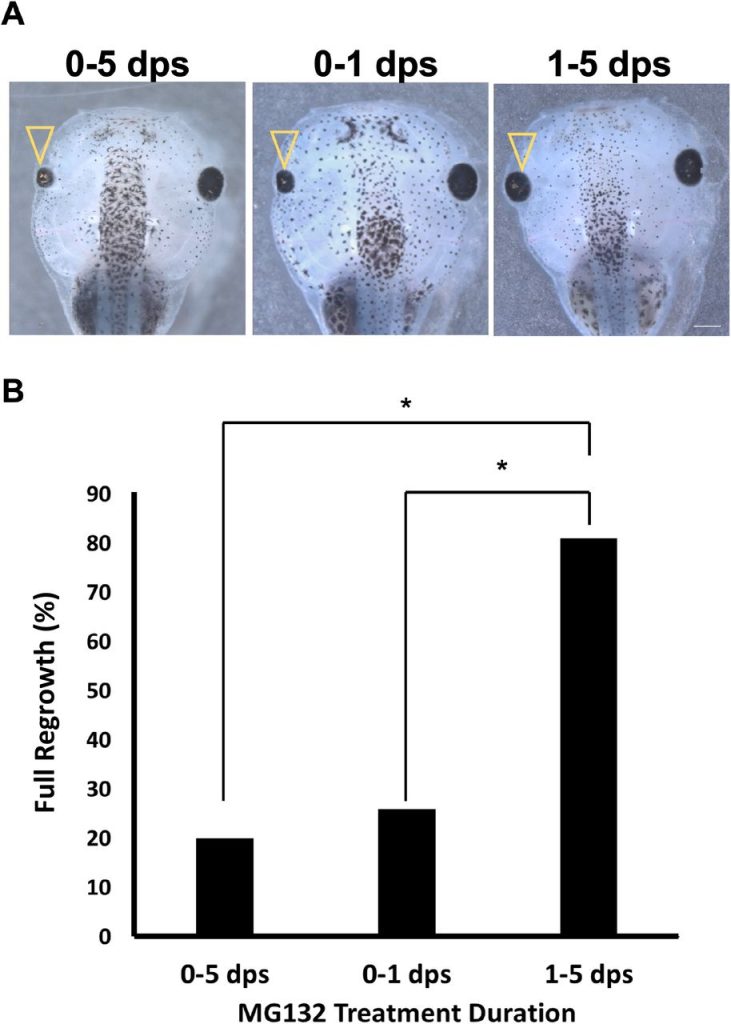 Notch is Required for Neural Progenitor Proliferation During Embryonic ...