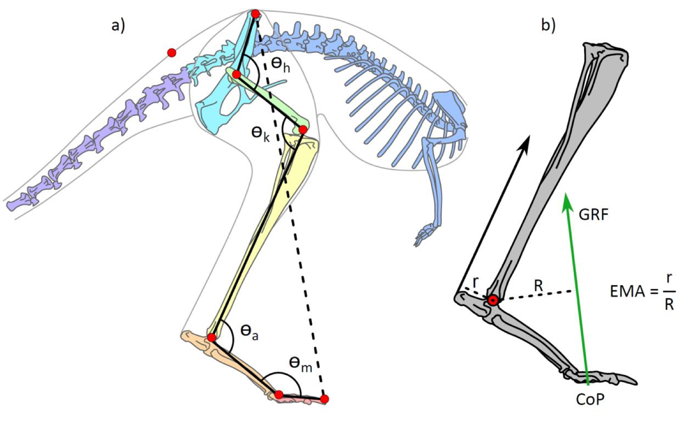 Unlocking the secrets of kangaroo locomotor energetics: Postural ...