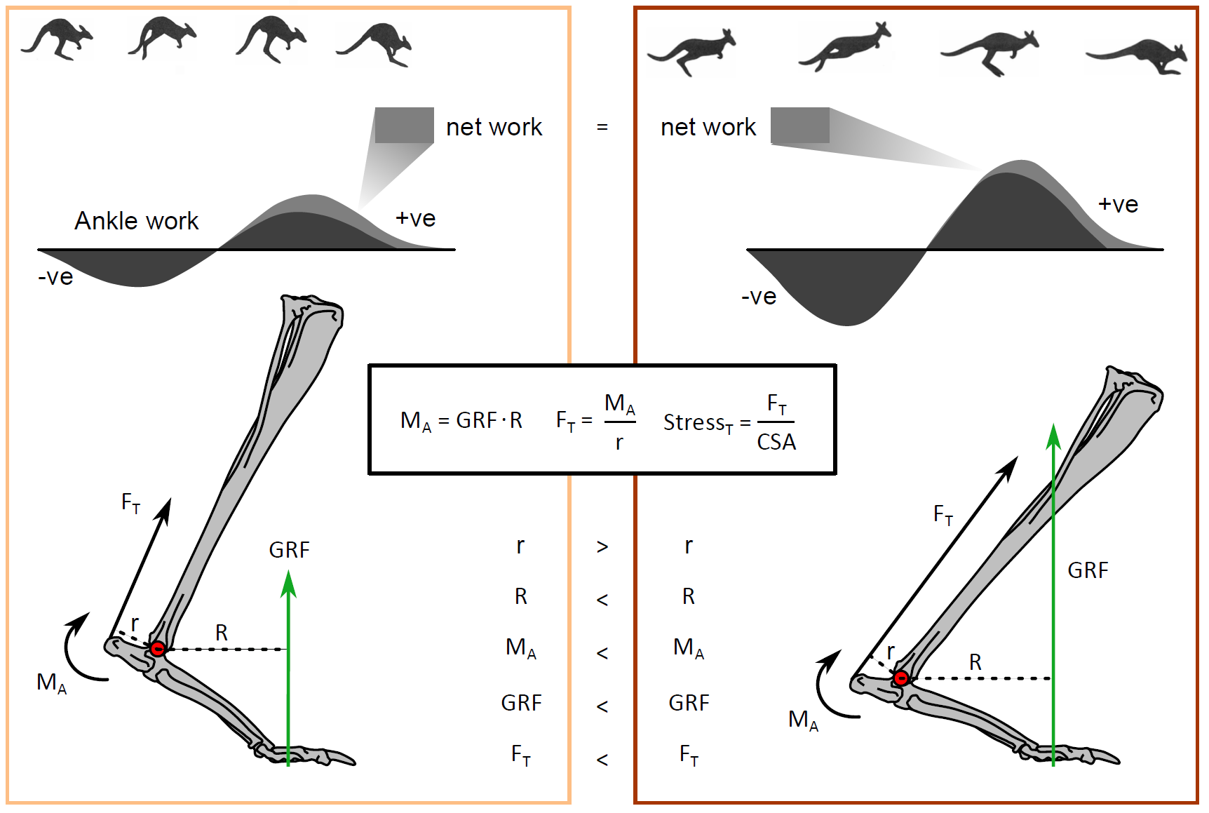Unlocking the secrets of kangaroo locomotor energetics: Postural ...