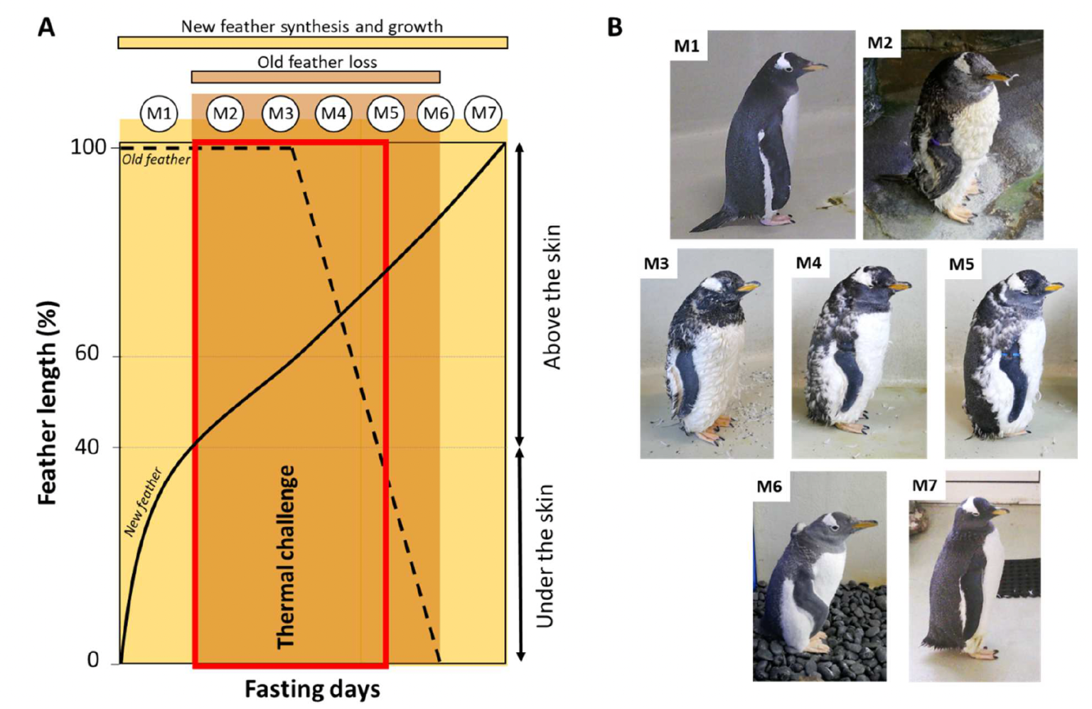 Changes in surface temperatures reveal the thermal challenge associated ...