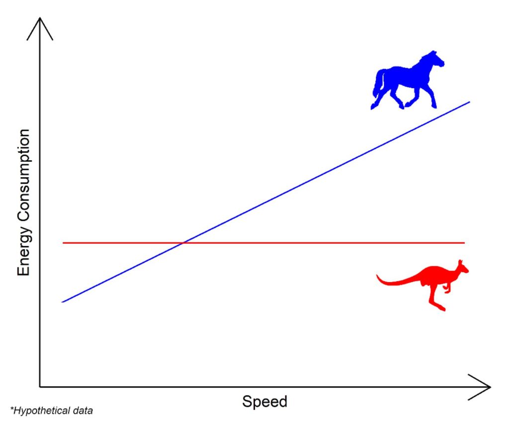 Unlocking the secrets of kangaroo locomotor energetics: Postural ...