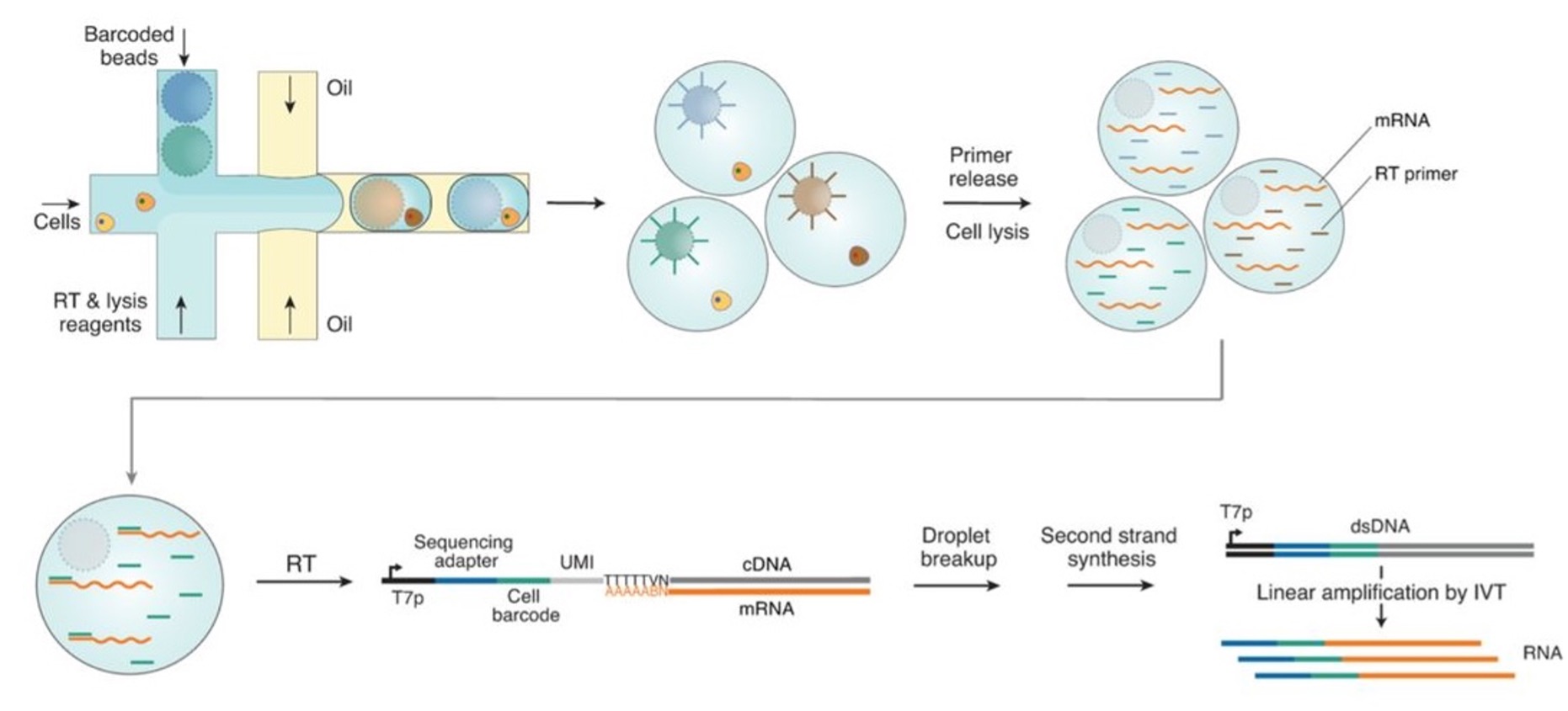 A revised single-cell transcriptomic atlas of Xenopus embryo reveals ...