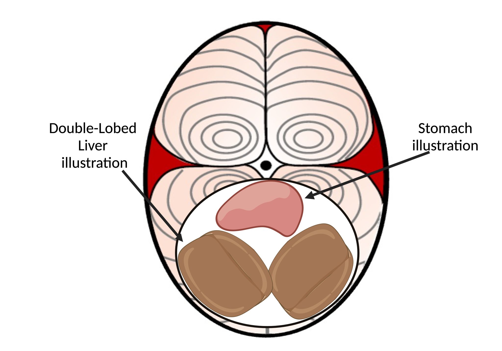 How the liver contributes to stomach warming in the endothermic white ...