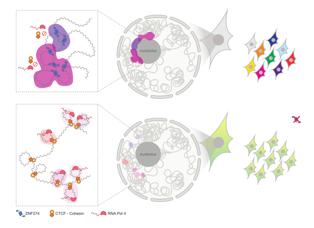 Clusters of lineage-specific genes are anchored by ZNF274 in repressive ...