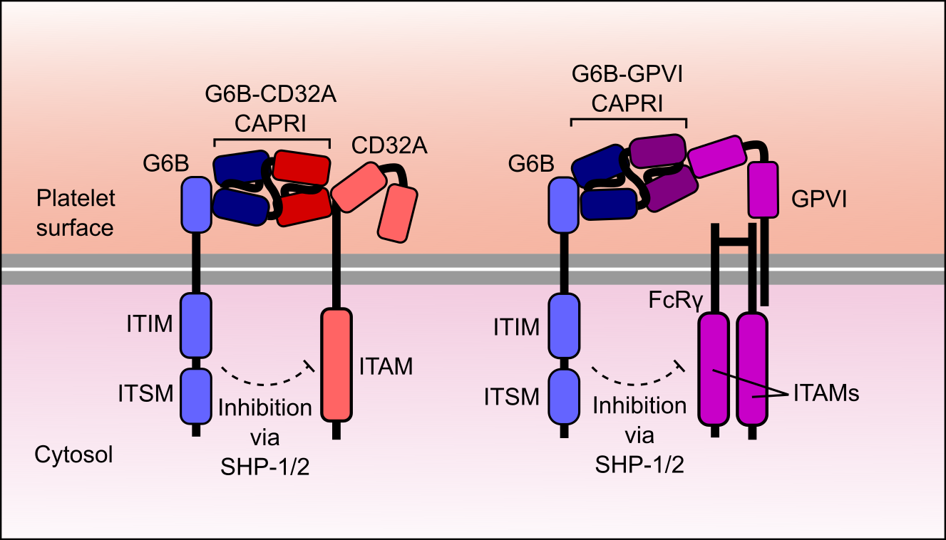 G6b-B antibody-based cis-acting platelet receptor inhibitors (CAPRIs ...