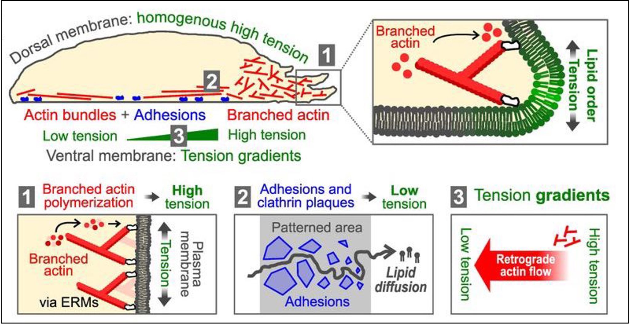 Actin dynamics sustains spatial gradients of membrane tension in ...