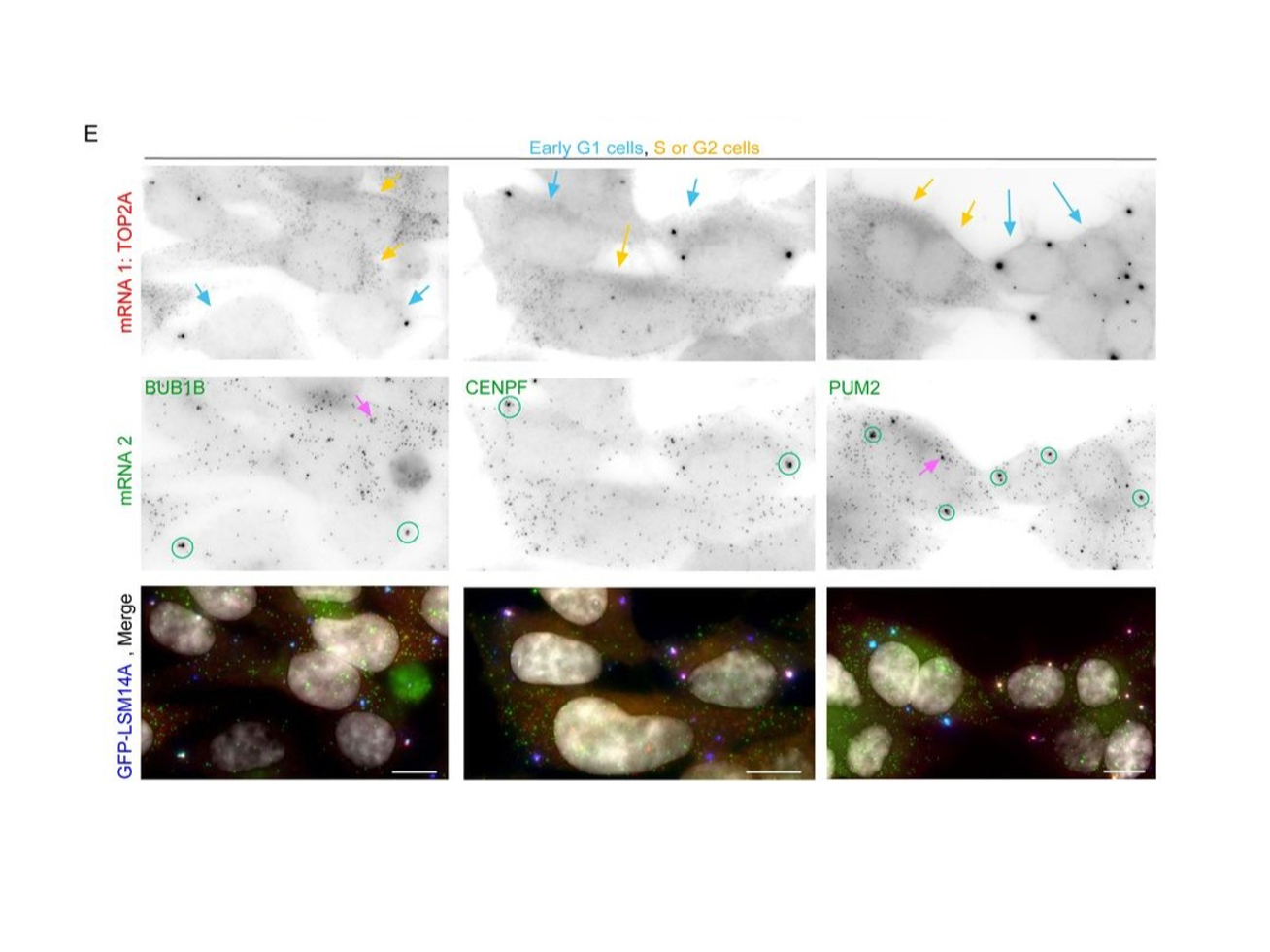 Cell cycle-dependent mRNA localization in P-bodies - preLights