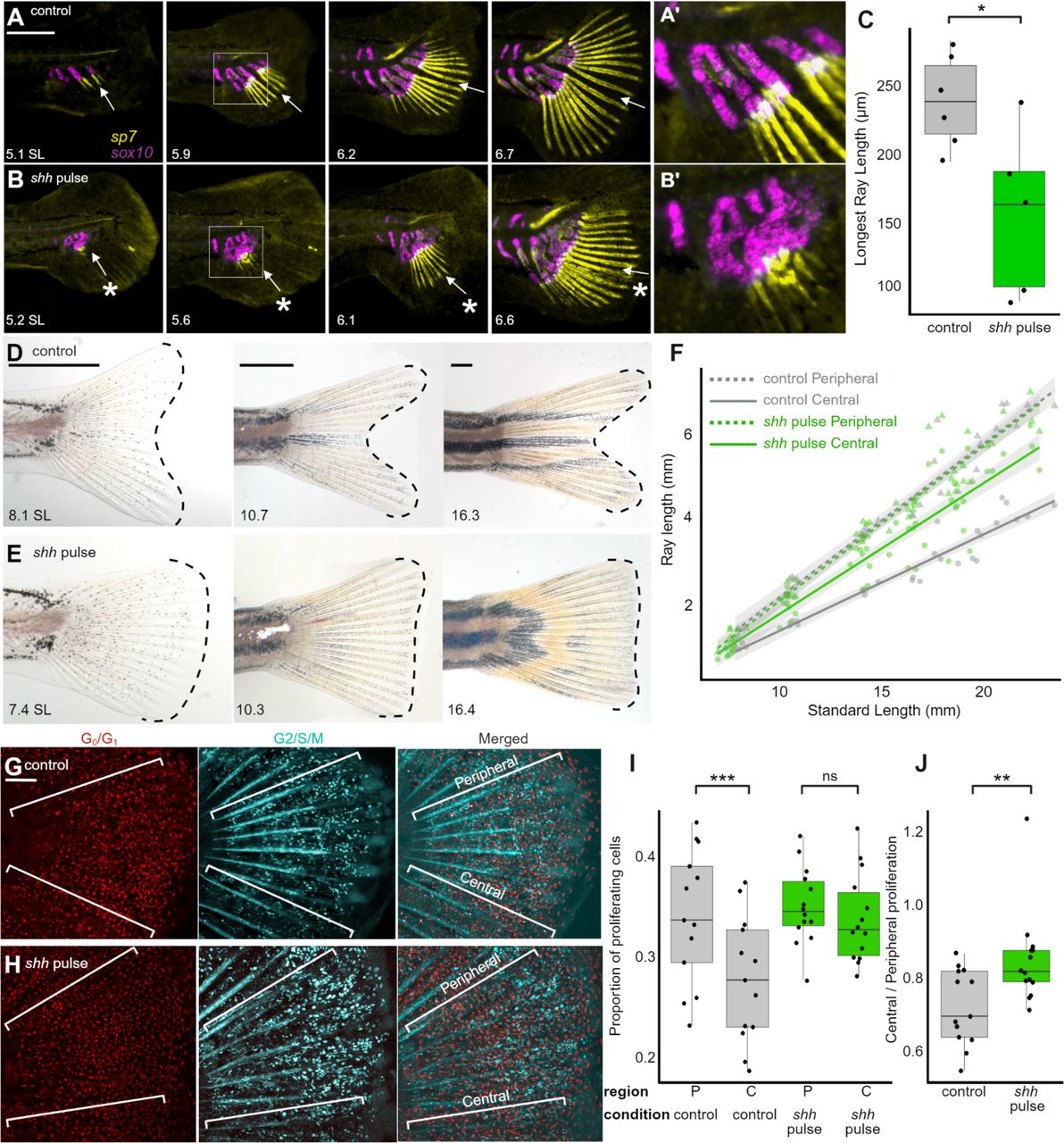 Adult caudal fin shape is imprinted in the embryonic fin fold - preLights