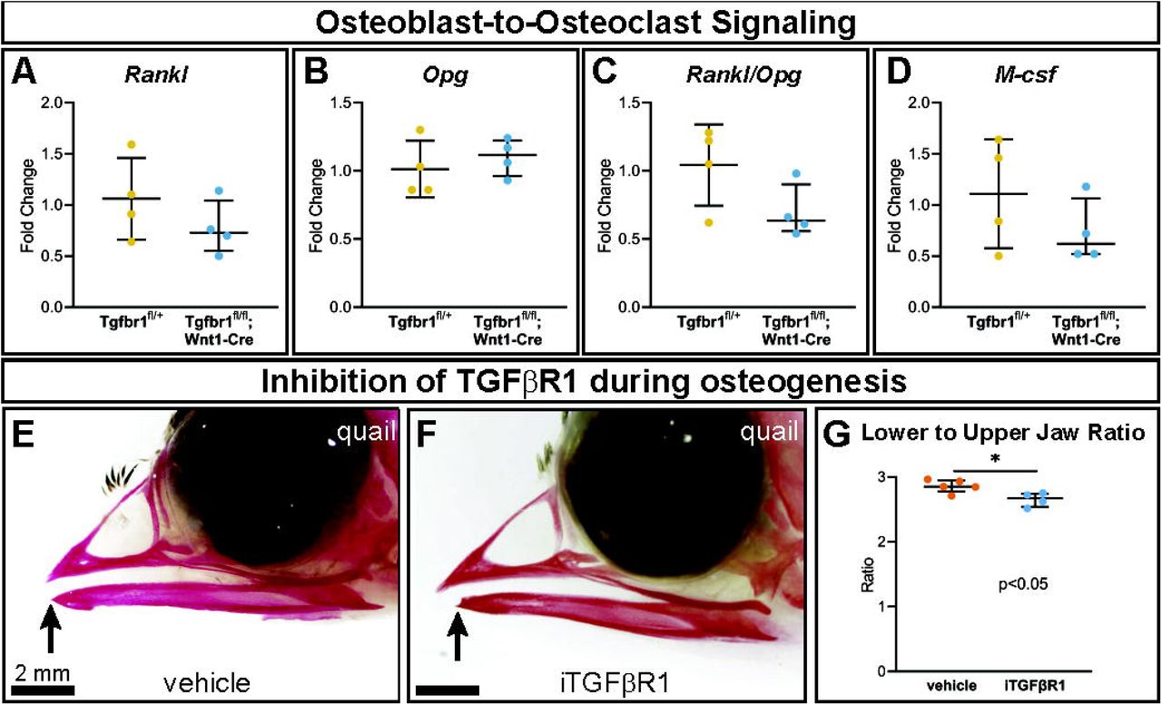 TGF-β Signaling in Cranial Neural Crest Affects Late-Stage Mandibular ...