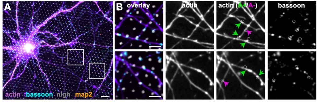 Deciphering the nanoscale architecture of presynaptic actin using a ...