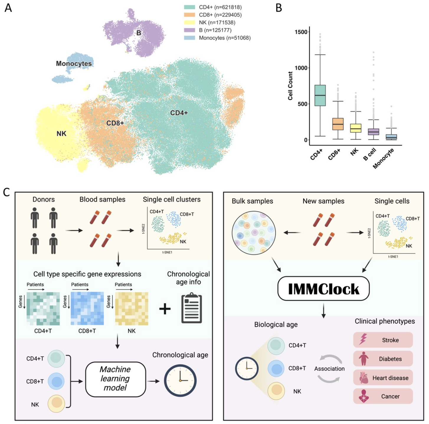 IMMClock reveals immune aging and T cell function at single-cell ...