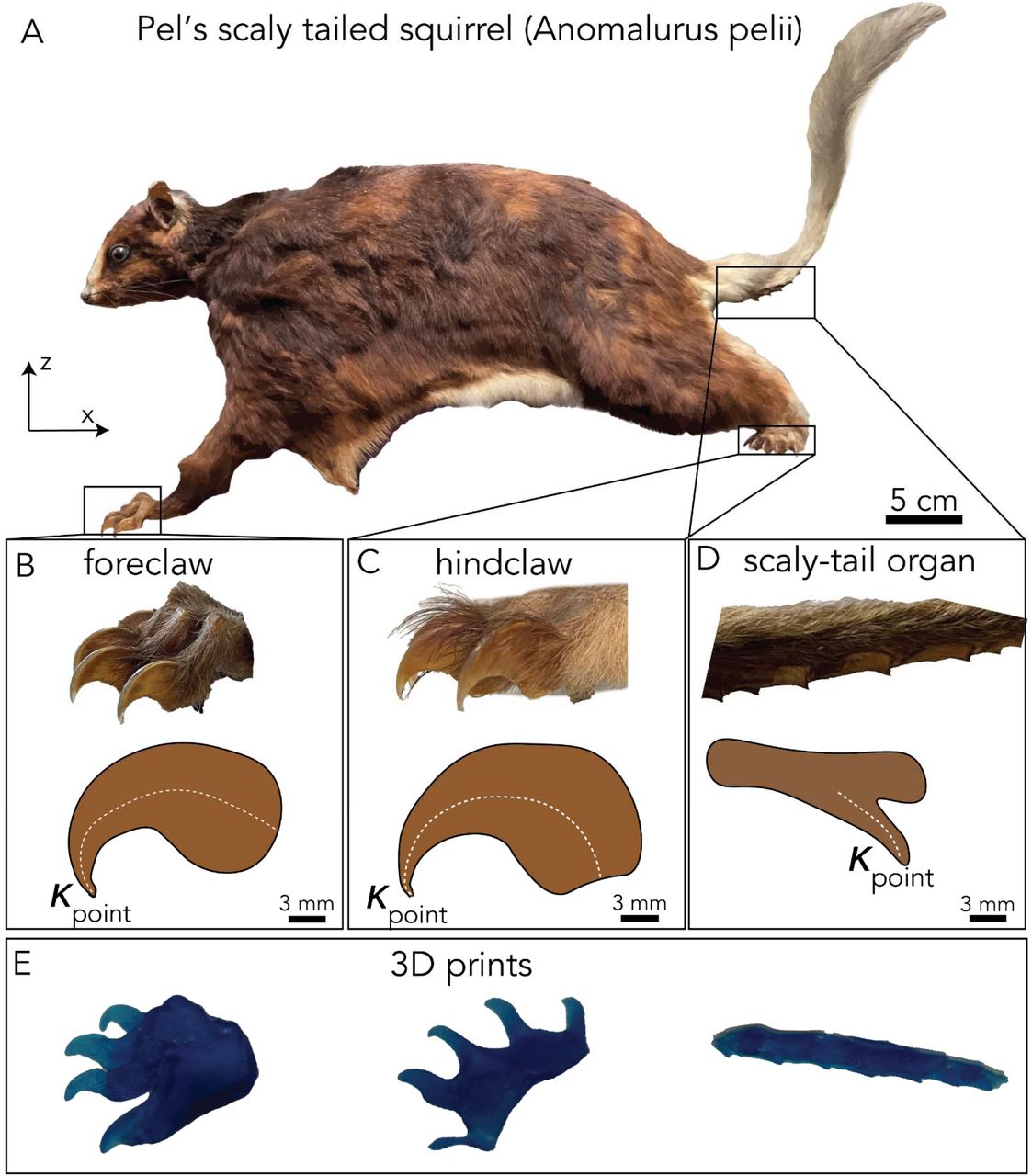 Scaly-Tail Organ Enhances Static Stability during Pel’s Scaly-tailed ...