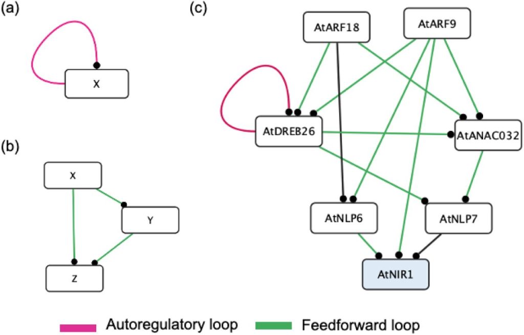 Conservation and divergence of regulatory architecture in nitrate-responsive plant gene circuits ...