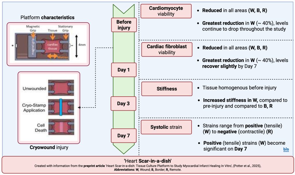 Heart Scar-In-A-Dish: Tissue Culture Platform to Study Myocardial ...