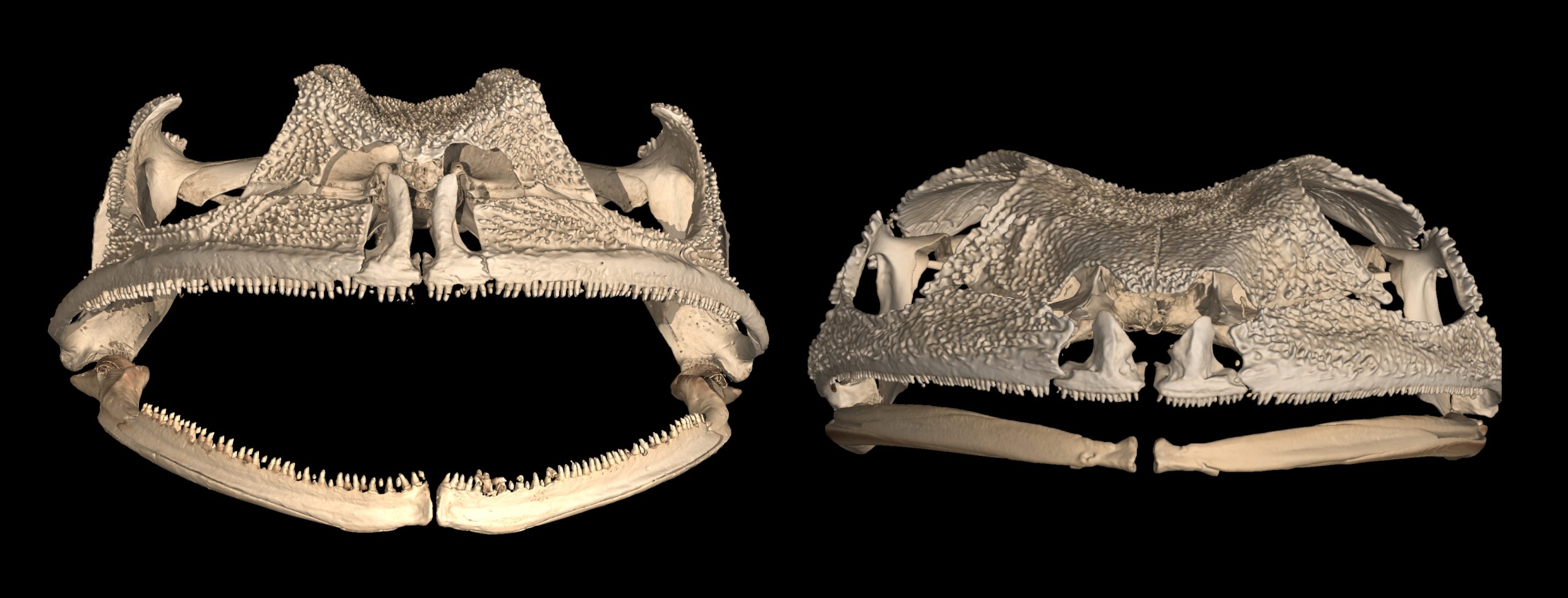 Tooth development in frogs: Implications for the re-evolution of lost ...