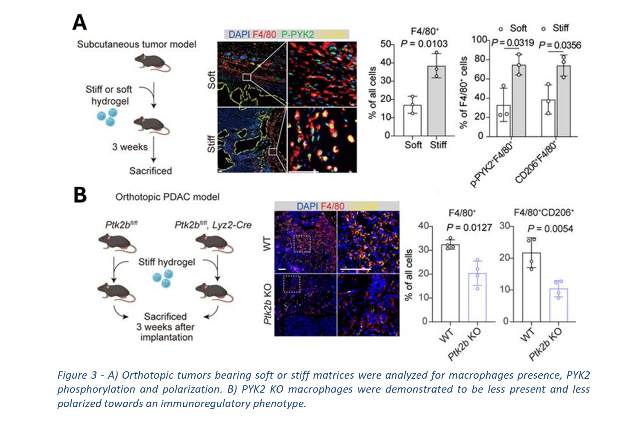 An immunomechanical checkpoint PYK2 governs monocyte-to-macrophage ...