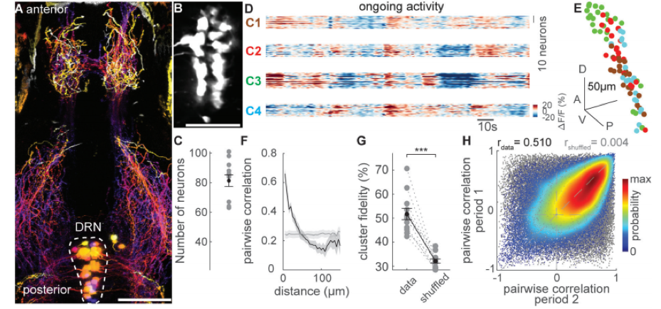 Topographically organized dorsal raphe activity modulates forebrain ...