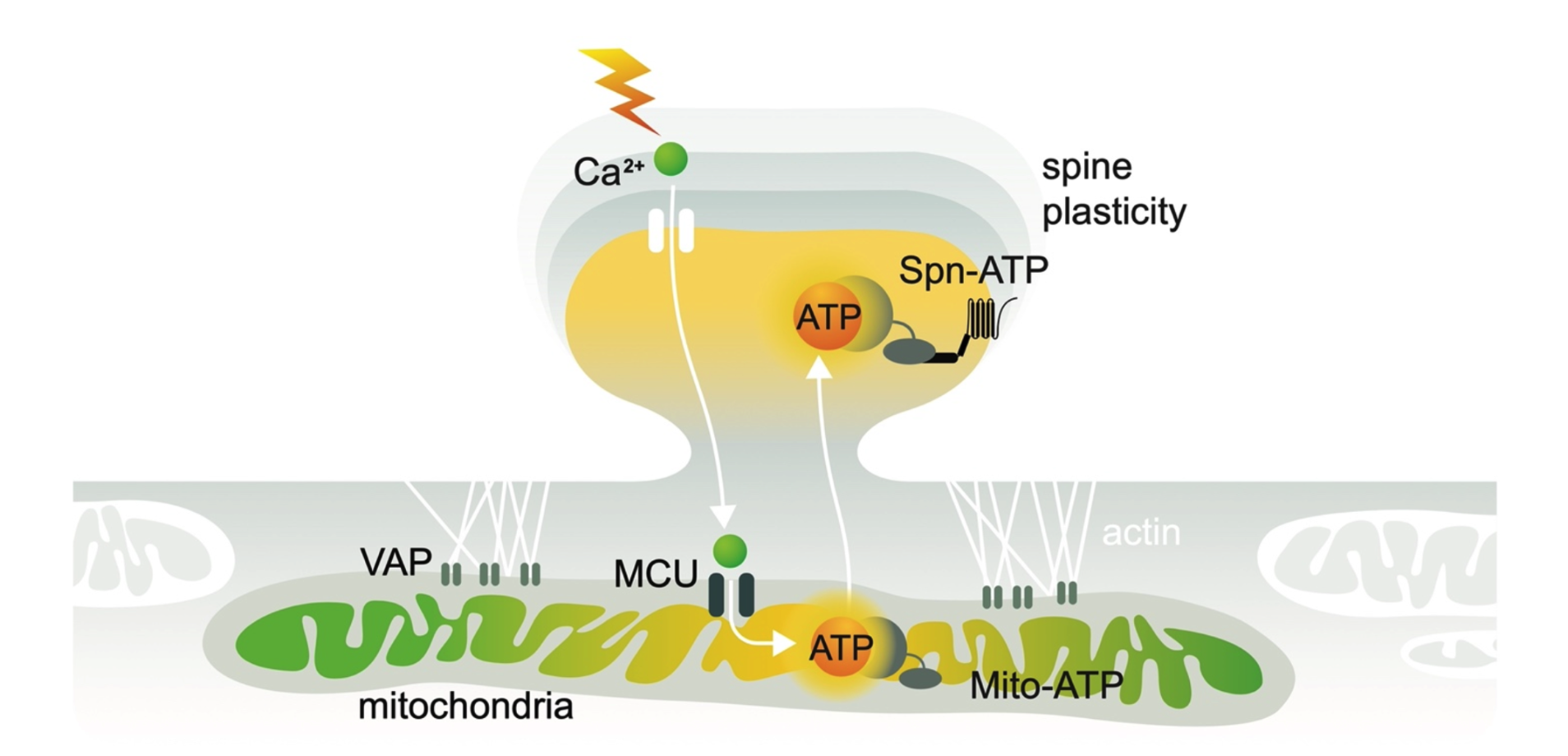 Synapses drive local mitochondrial ATP synthesis to fuel plasticity ...