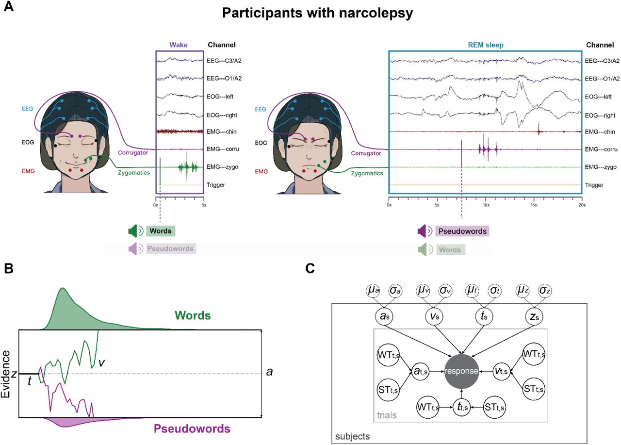 How sleeping minds decide: state-specific reconfigurations of lexical ...