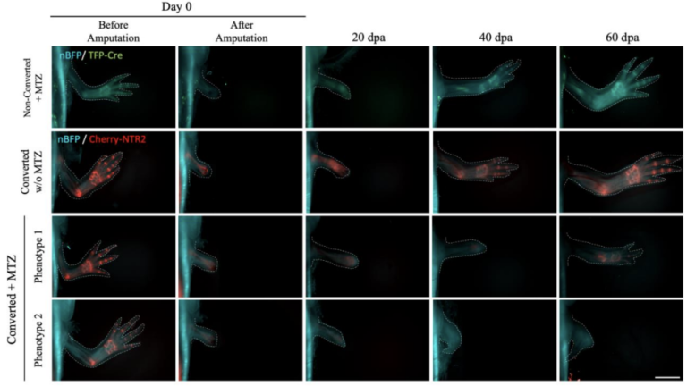 The essential role of connective-tissue cells during axolotl limb ...