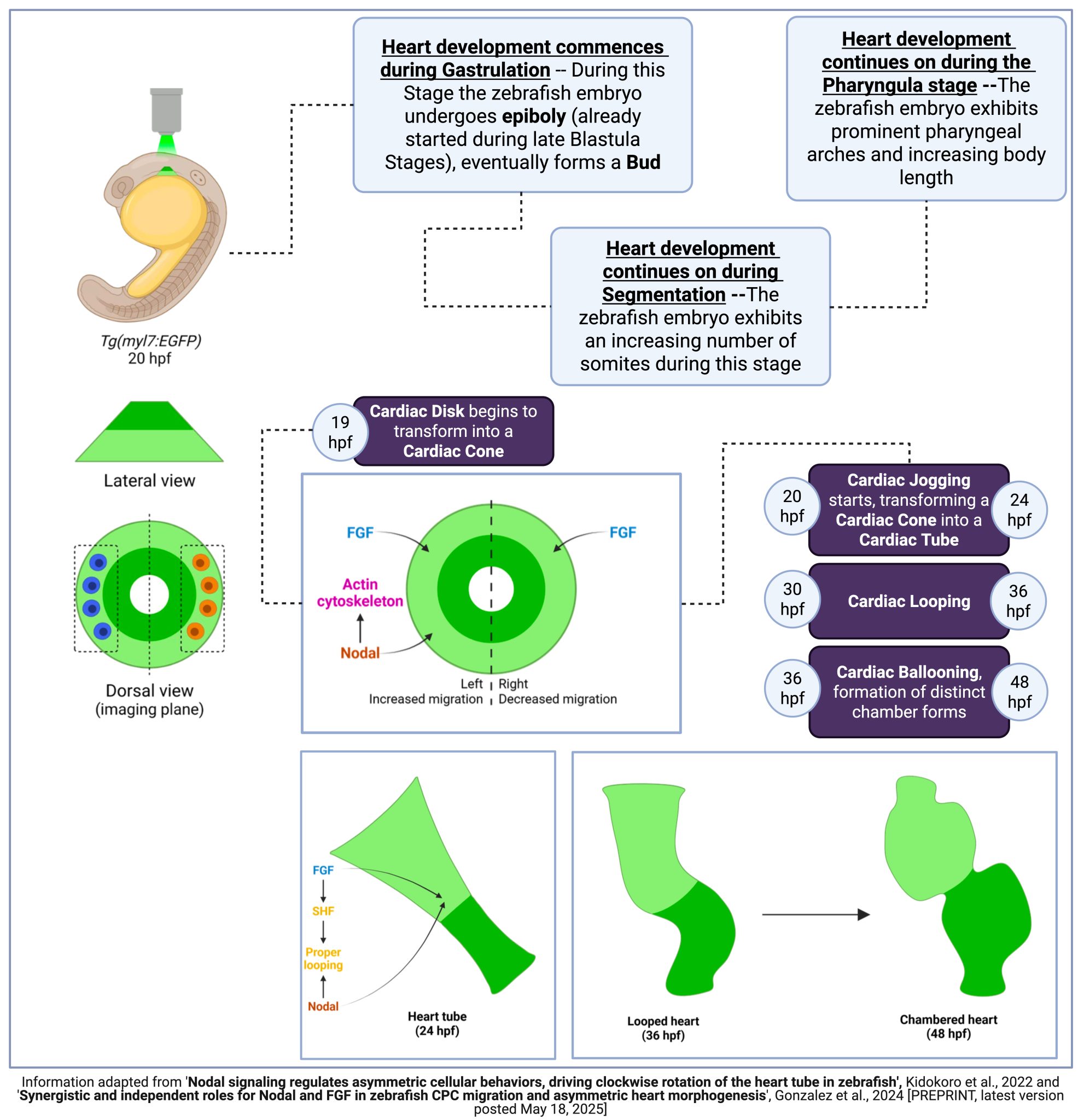 Synergistic and independent roles for Nodal and FGF in zebrafish CPC ...