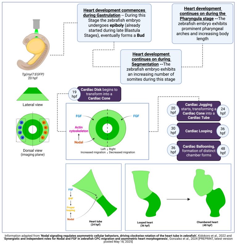 Synergistic and independent roles for Nodal and FGF in zebrafish CPC migration and asymmetric ...