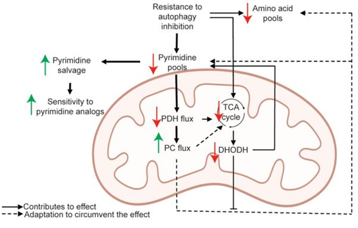 Leveraging autophagy and pyrimidine metabolism to target pancreatic ...