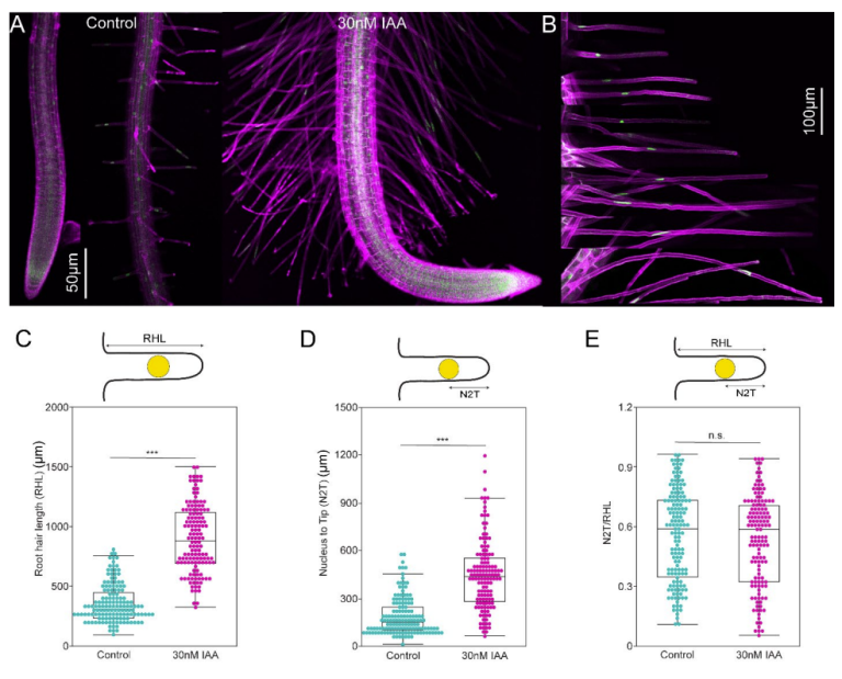 The nucleus follows an internal cellular scale during polarized root ...