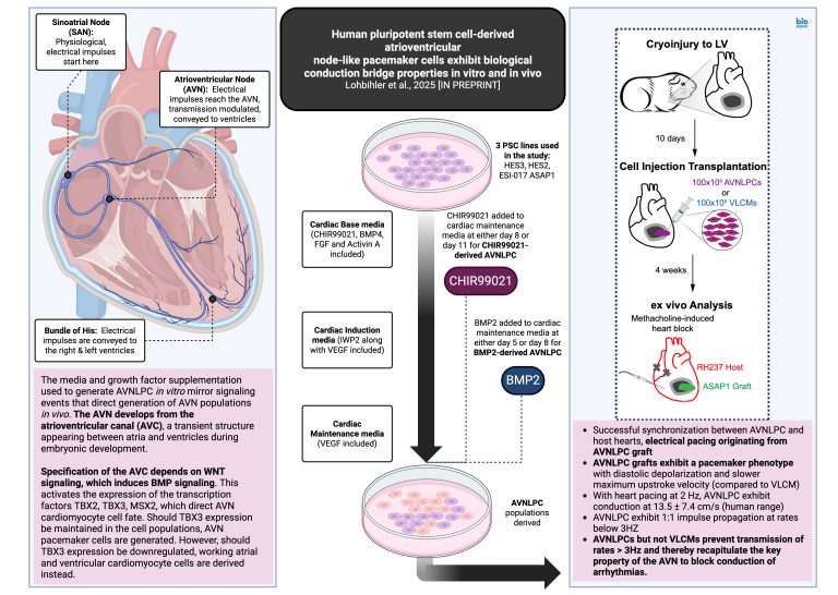 Human pluripotent stem cell-derived atrioventricular node-like ...