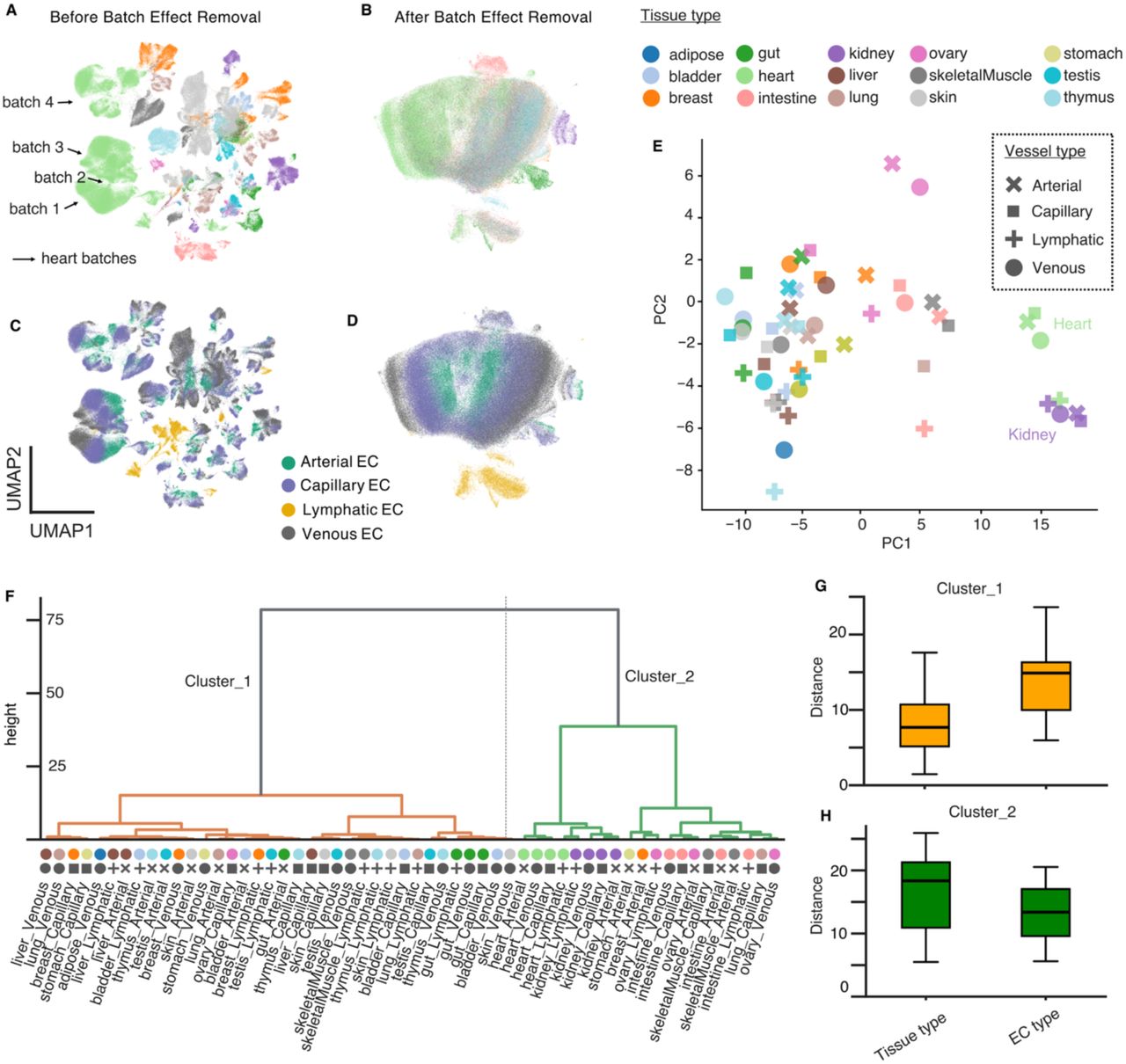 Human single-cell atlas analysis reveals heterogeneous endothelial ...