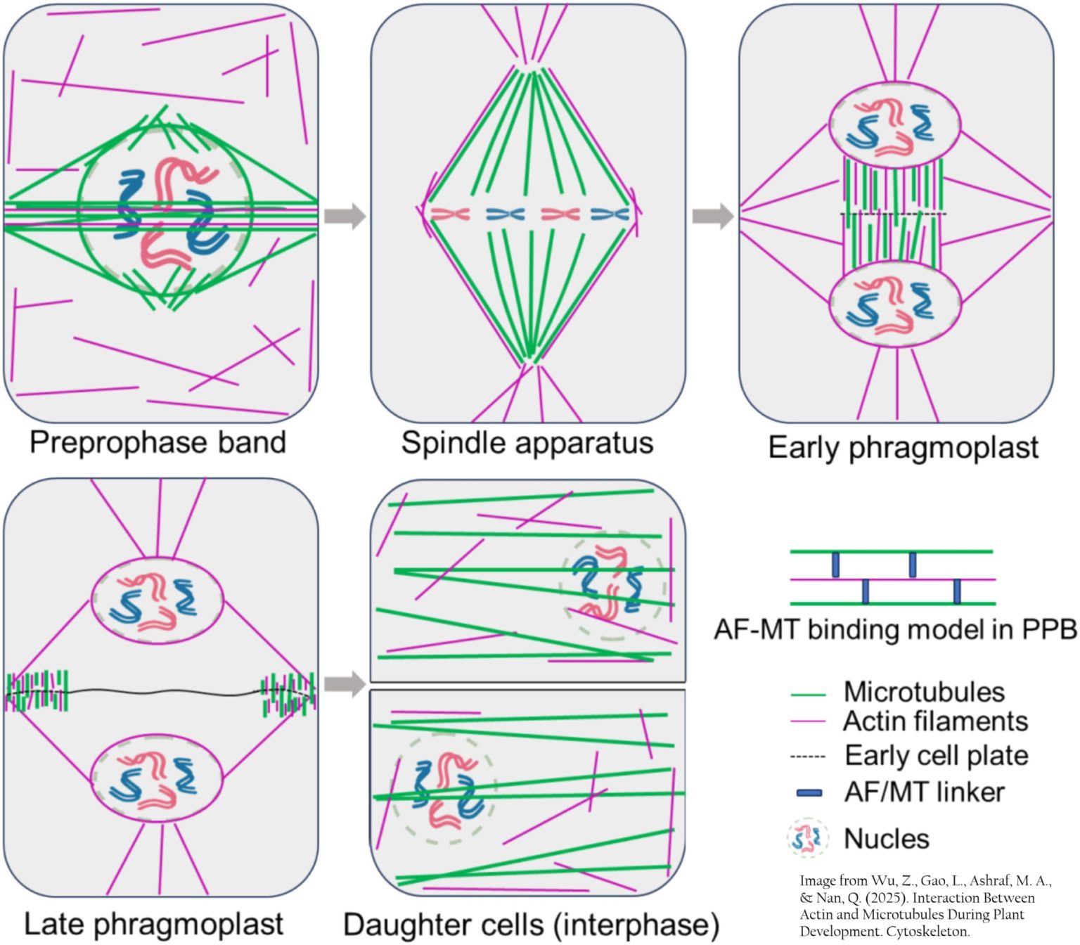 Actin Counters Geometry to Guide Plant Cell Division - preLights