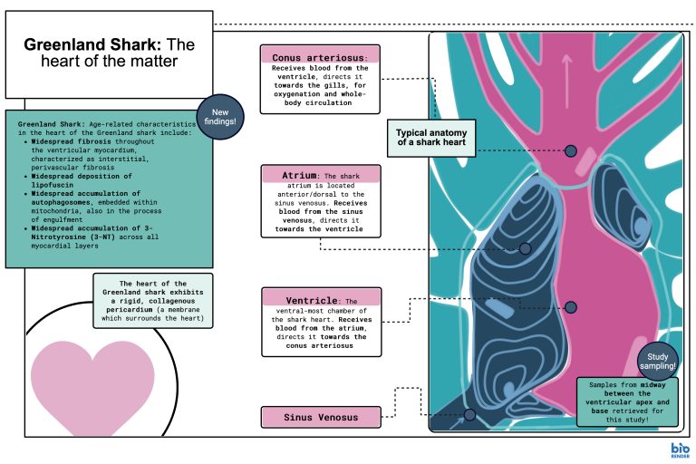 Resilience to cardiac aging in Greenland shark Somniosus microcephalus ...