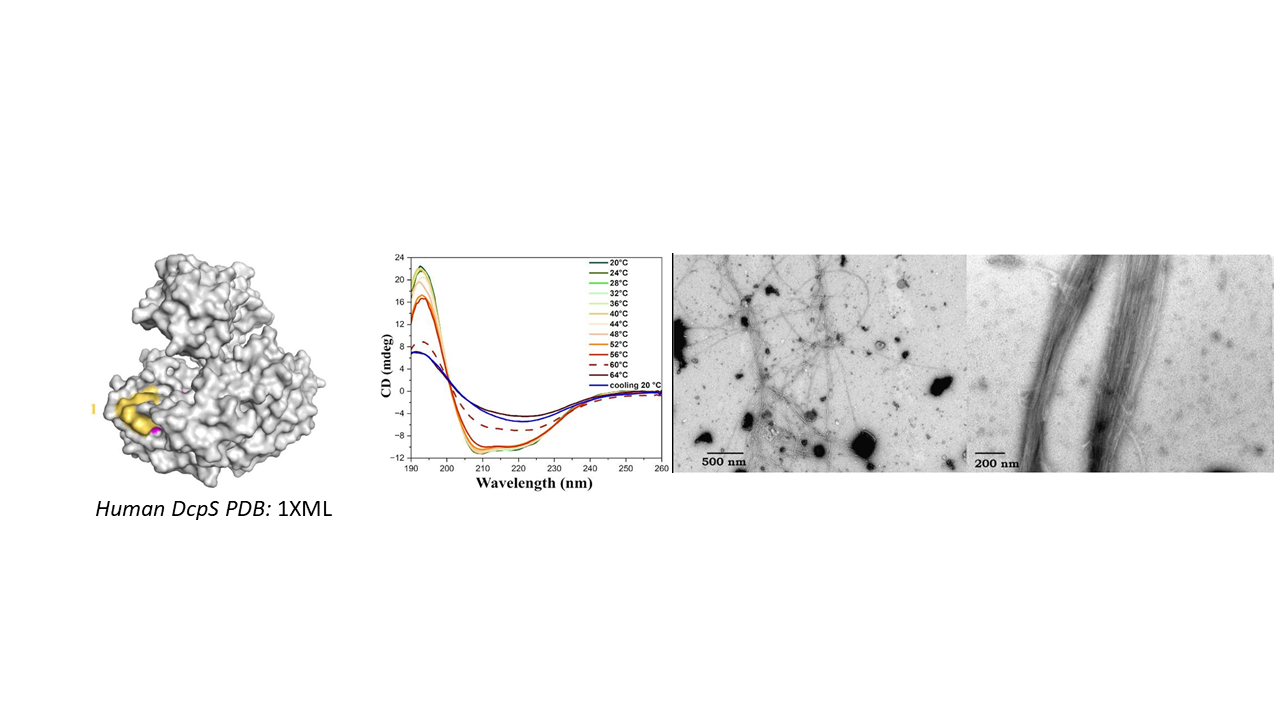 Liquid-Liquid Phase Separation-mediated formation of amyloid fibrils ...